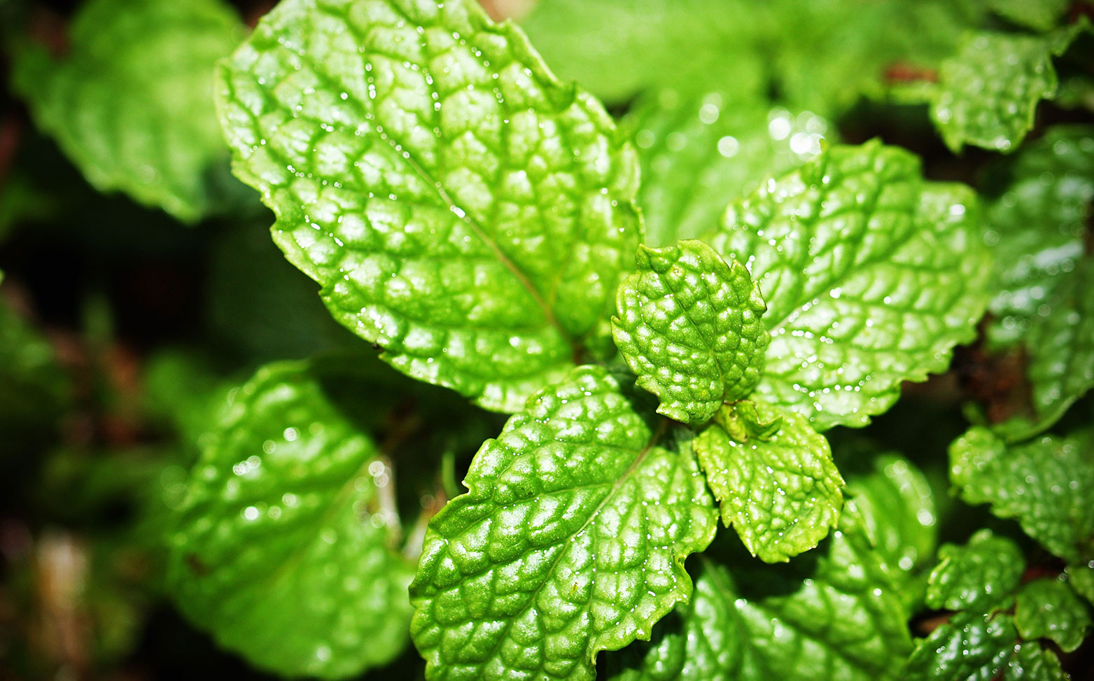 Conservation Of Medicinal Plants To Boost AYUSH IndBiz Economic Conservation Of Medicinal Plants To Boost AYUSH IndBiz Economic